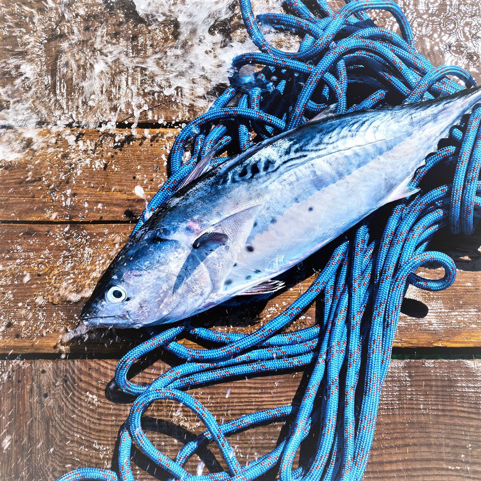 Poissons | Exostar Paris