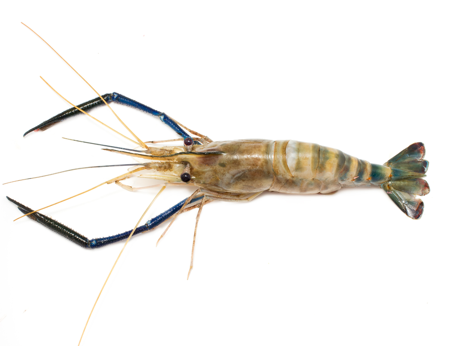 CREVETTES GÉANTES D'EAU DOUCE 1KG (900G NET) | Exostar Paris