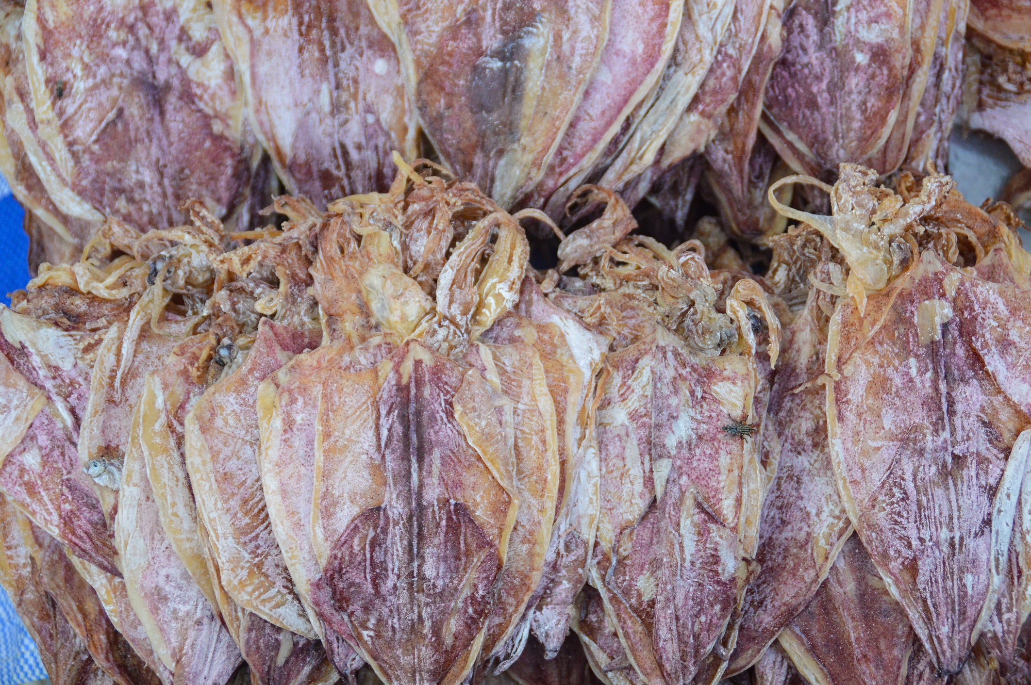 CALAMAR SECHÉ/ MUC KHO | Exostar Paris